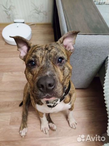 Стаффордширский терьер