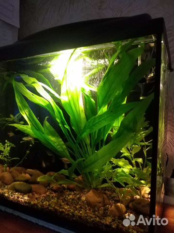 Аквариумные растения