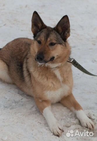 Милая Пуговка в добрые руки