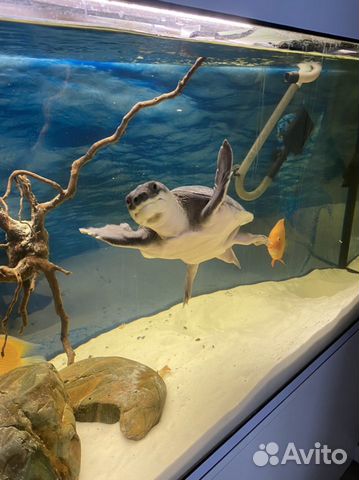 Свинорылая черепаха