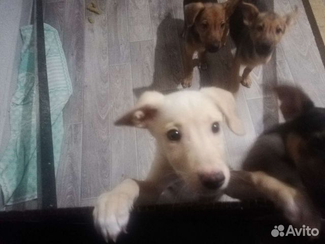 Собака в добрые руки овчарка