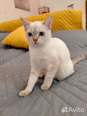 Британская кошка