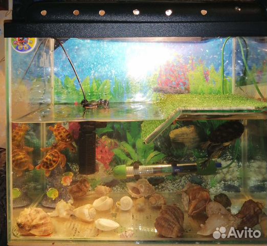 Черепашник с морскими черепашками
