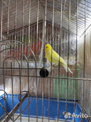 Продаю канареек