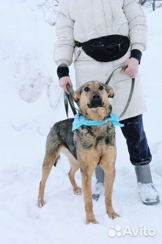 Милая собака никем не замечена