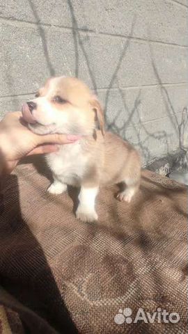 Малыши коржики