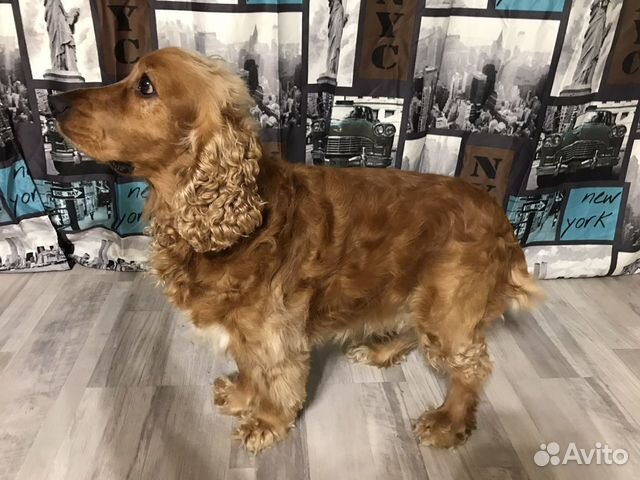 Вязка кокер спаниель английский