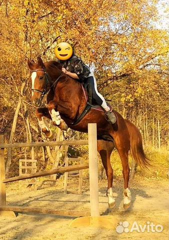 Конкурный мерин чистокровной верховой породы