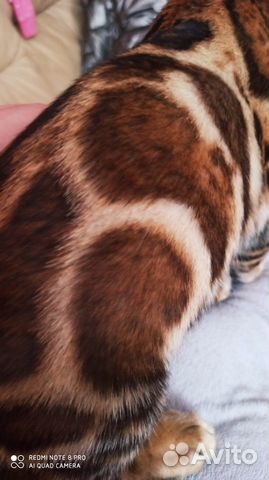 Эксклюзивчик с шоколадными розетками