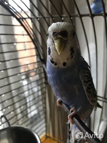 Волнистый попугай самка