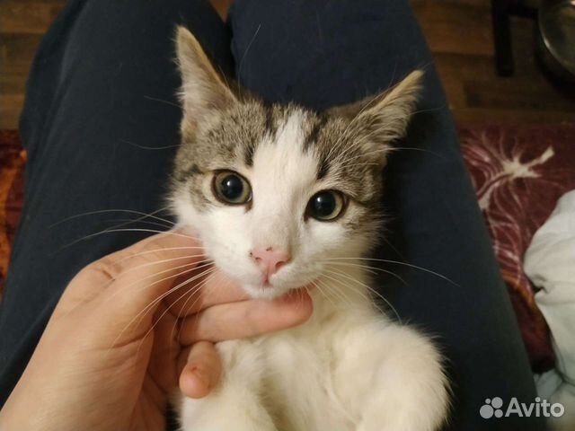 Обворожительный трехмесячный котенок