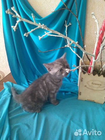 Шотландские котята