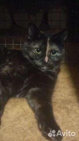 Кошка в семью