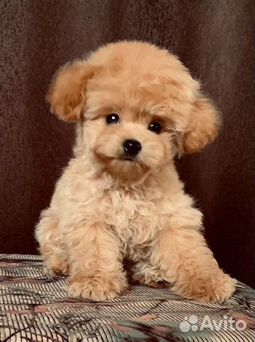 Мальтипу мини f1