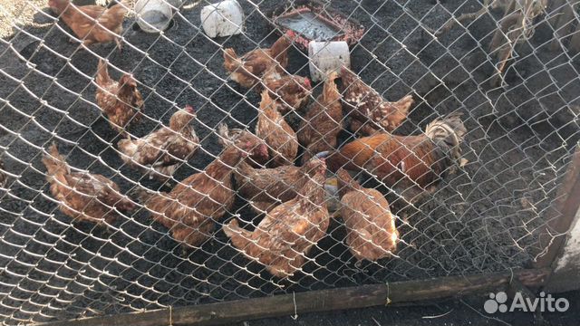 Куры несушки