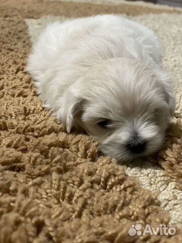 Щенки мальтийской болонки