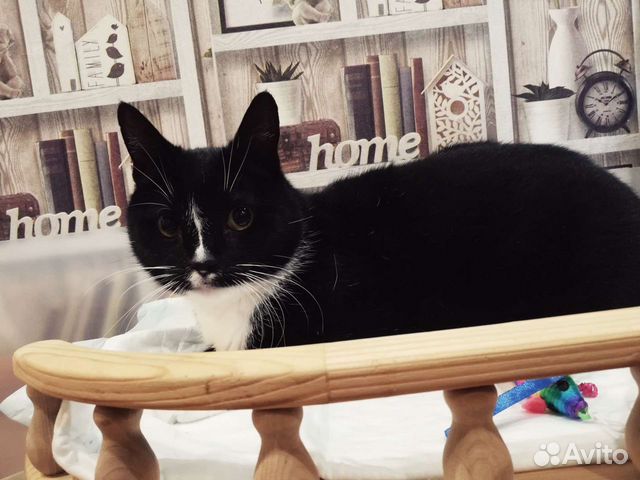 Кот в добрые руки