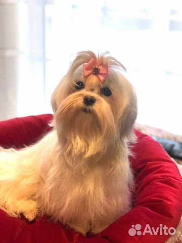 Куколка мальтезе