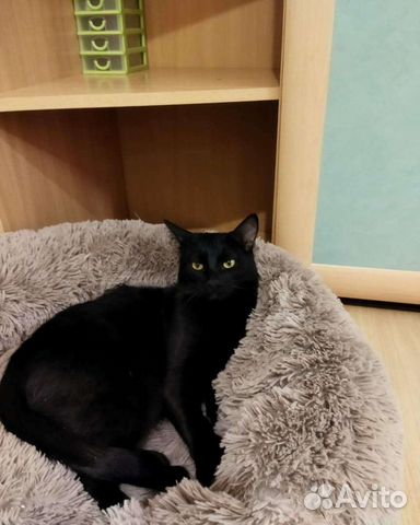Котик в добрые руки