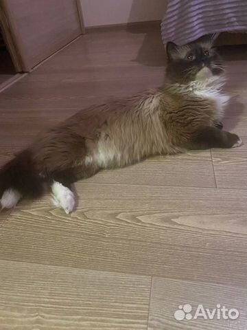 Кот ищет кошку
