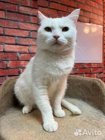 Кошечка Мася 1.5 года