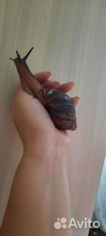 Улитки ахатины бесплатно