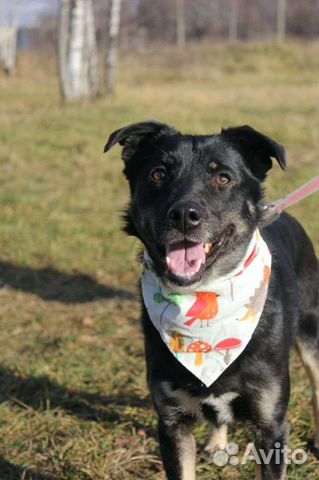 Багги из приюта ищет семью