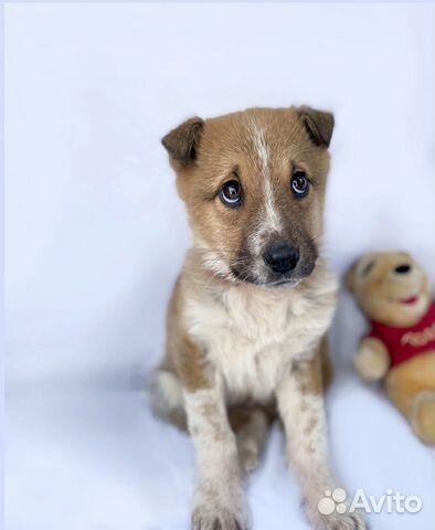 Рыжий щенок Филя в дар