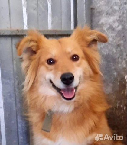 Небольших размеров собачка Фокси в добрые руки