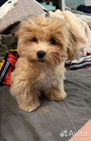 Мальтипу Ф1 разных окрасов