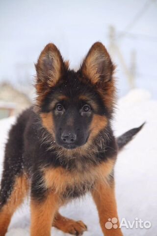 Длинношерстная девочка немецкой овчарки