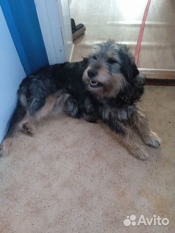 Собака в добрые руки, на первом фото мама, правда