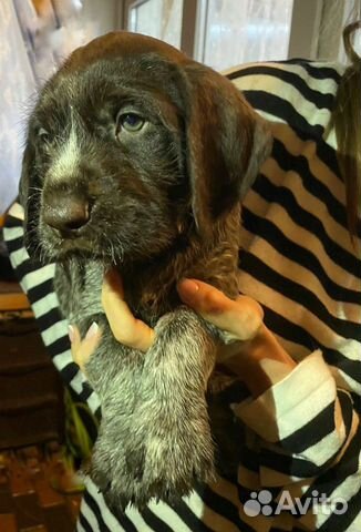 Продажа щенки дратхаара