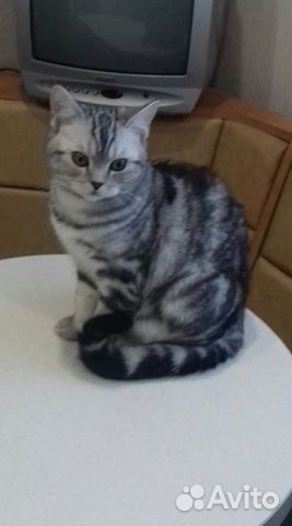 Шотландский кот, мальчик 6 мес