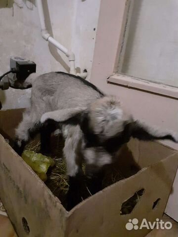 Нубийский козлик