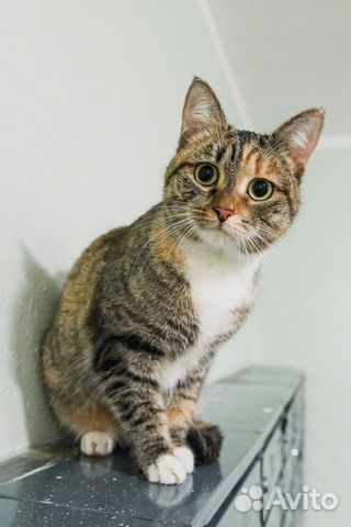 Кошечка Смузи цветные пяточки в добрые руки дар бе