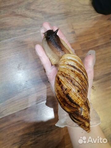 Улитки ахатины бесплатно