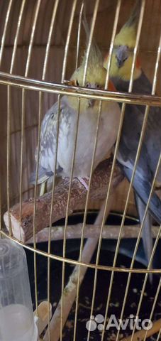 Попугай корелла