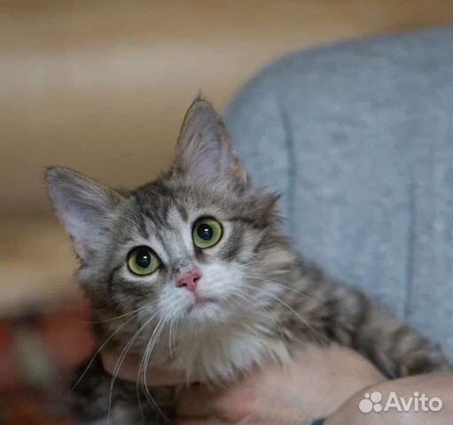 Котенок мальчик Эш в добрые руки
