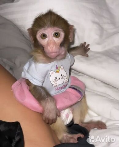 Обезьянка домашняя