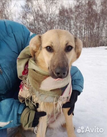 Нужен дом для маленькой собачки