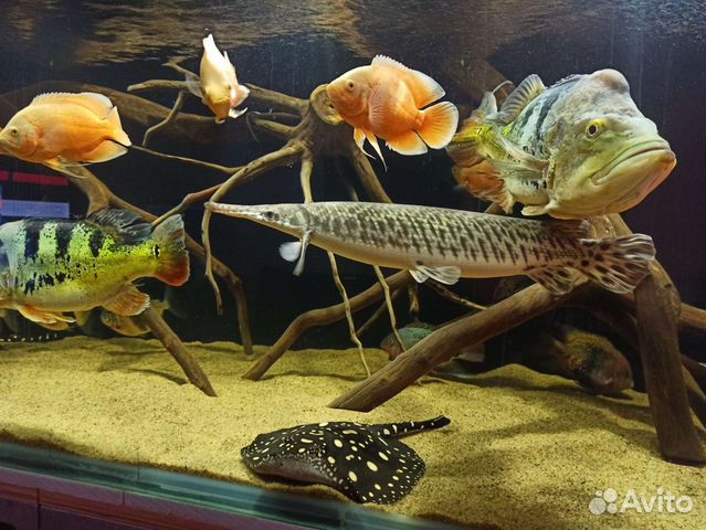 Щука панцирная Lepisosteus oculatus