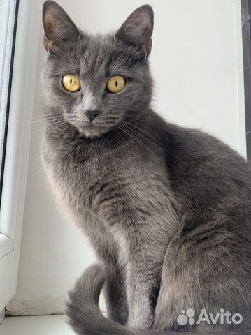 Русская голубая кошка вязка