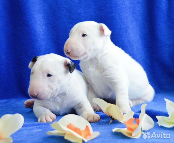 Щенки стандартного бультерьера