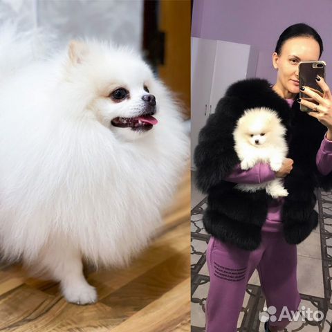 Шпиц померанский вязка