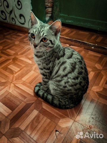 Кошки породистые бесплатно