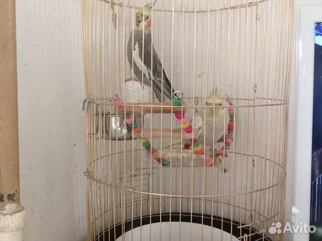 Карелла (нимфа)