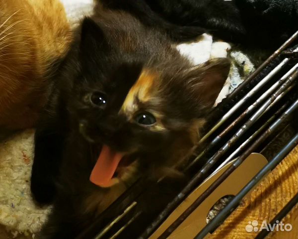 Котята