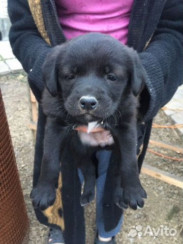 Щенки лабрадора