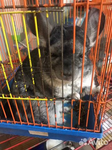 Семья шиншилл